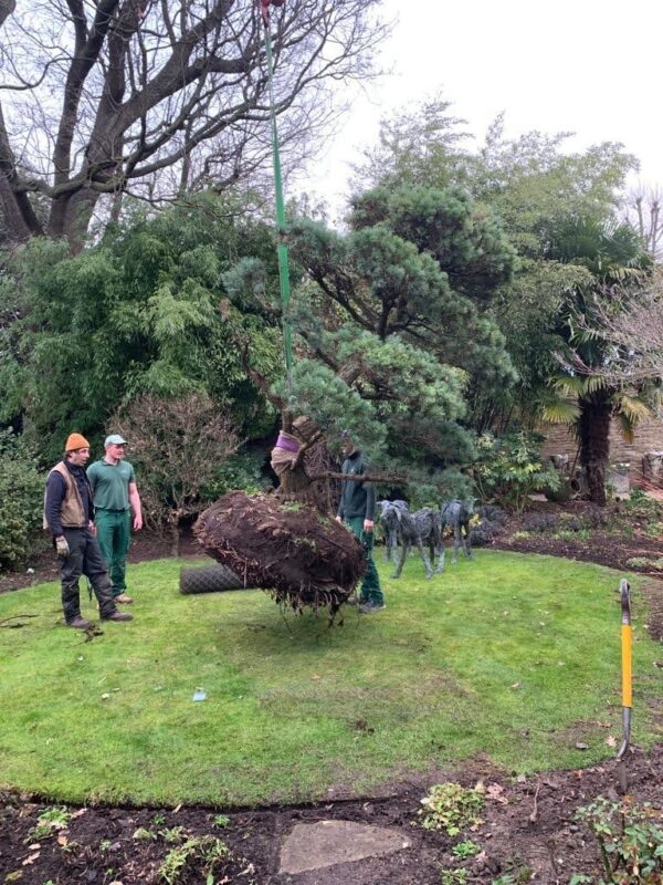 Tree Lifting Made Easy with Mobile Cranes | Total Lifting Services