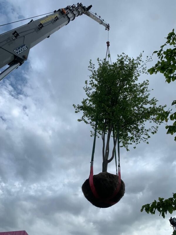 Tree Lifting Made Easy with Mobile Cranes | Total Lifting Services